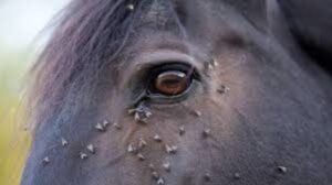 Summer Sores In Horses: Scone Equine Hospital
