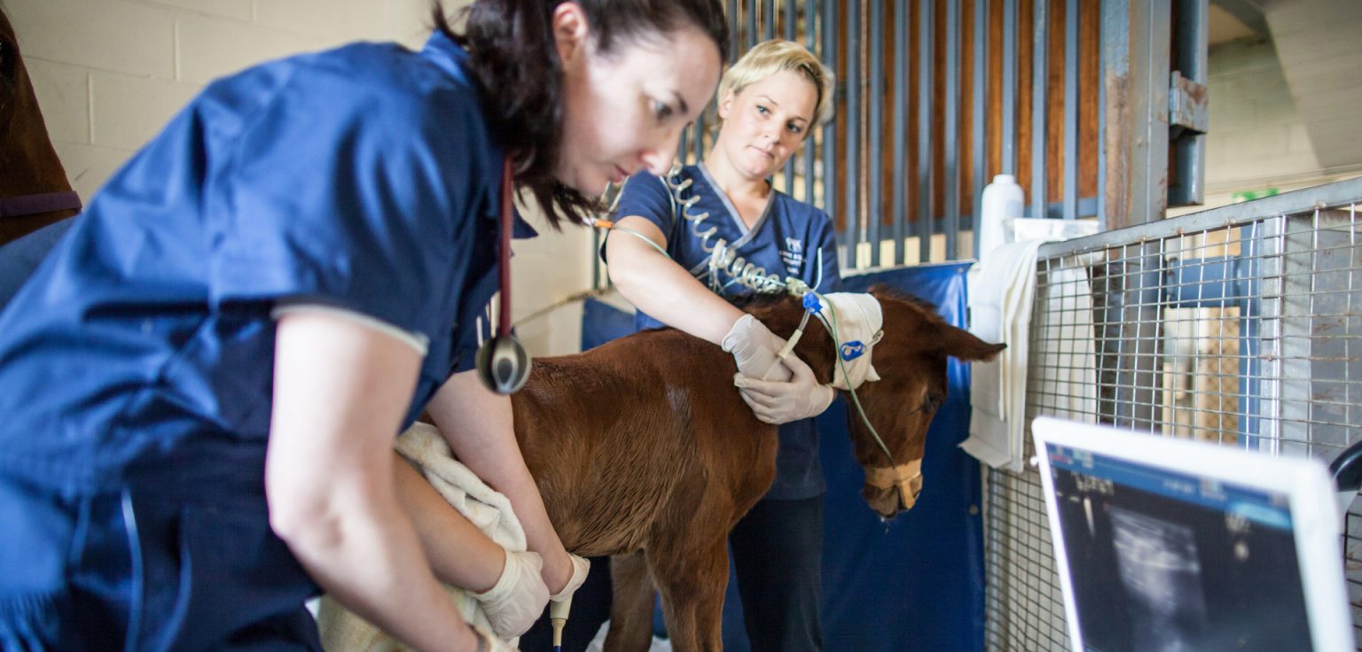 Equine Veterinary Services NSW: Scone Equine Hospital