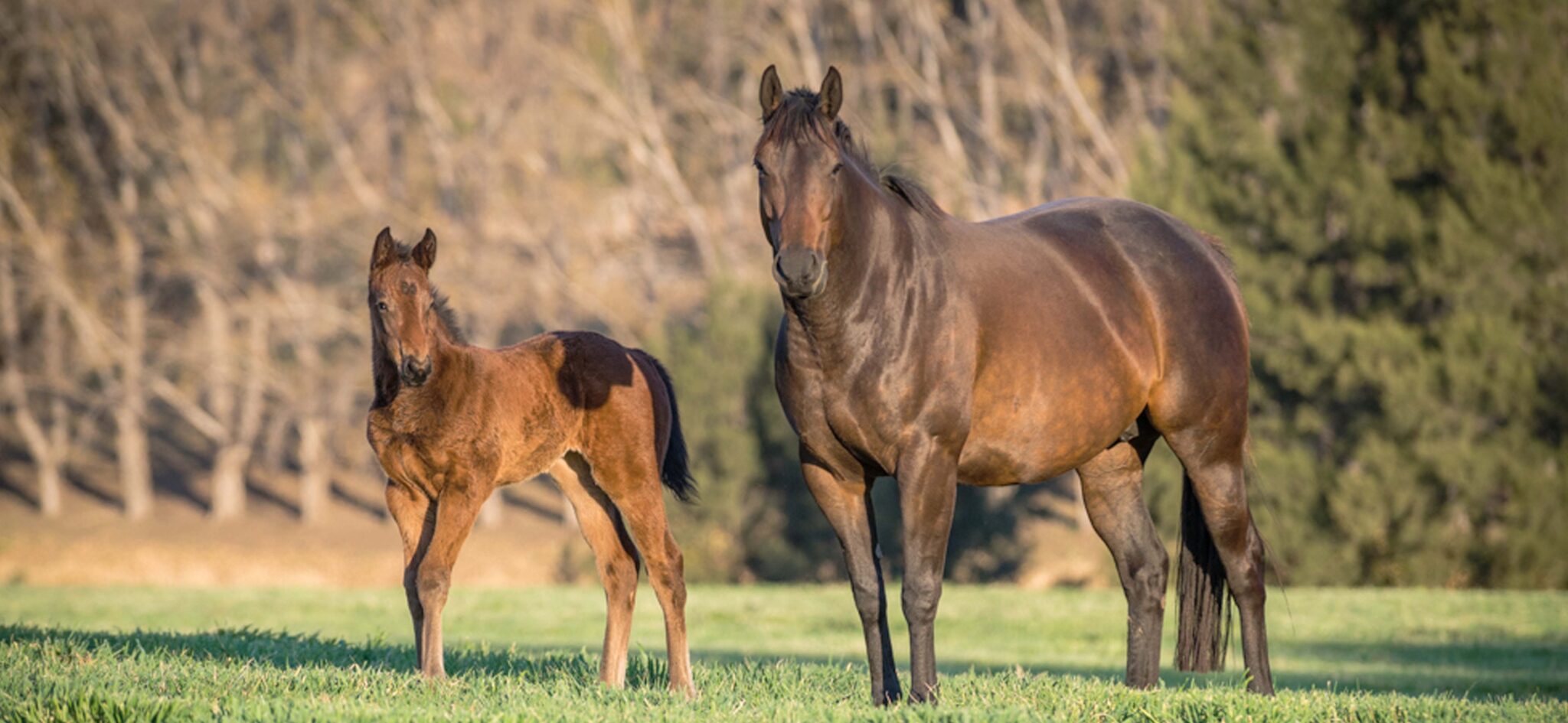 Equine Reproductive Services NSW: Scone Equine Hospital