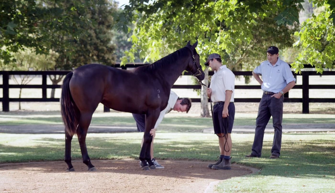 Introducing Scone Equine Group - Scone Equine