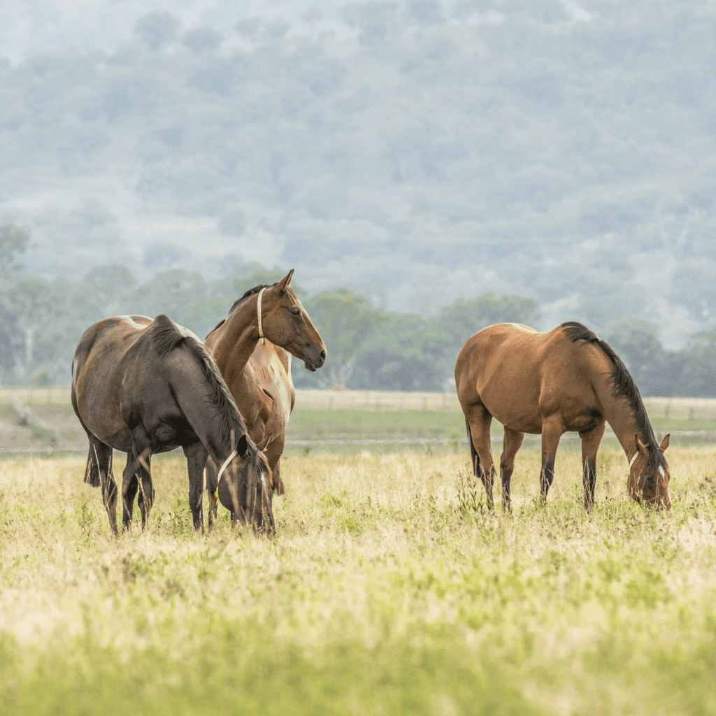 Equine Veterinary Services NSW: Scone Equine Hospital