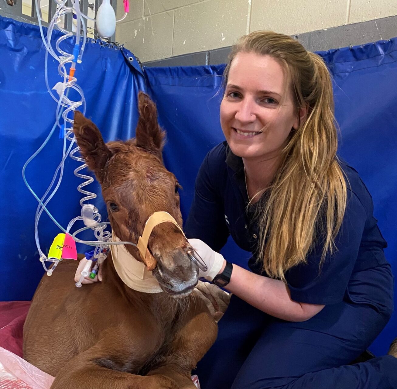 Jane Axon Scholarship: Scone Equine Hospital